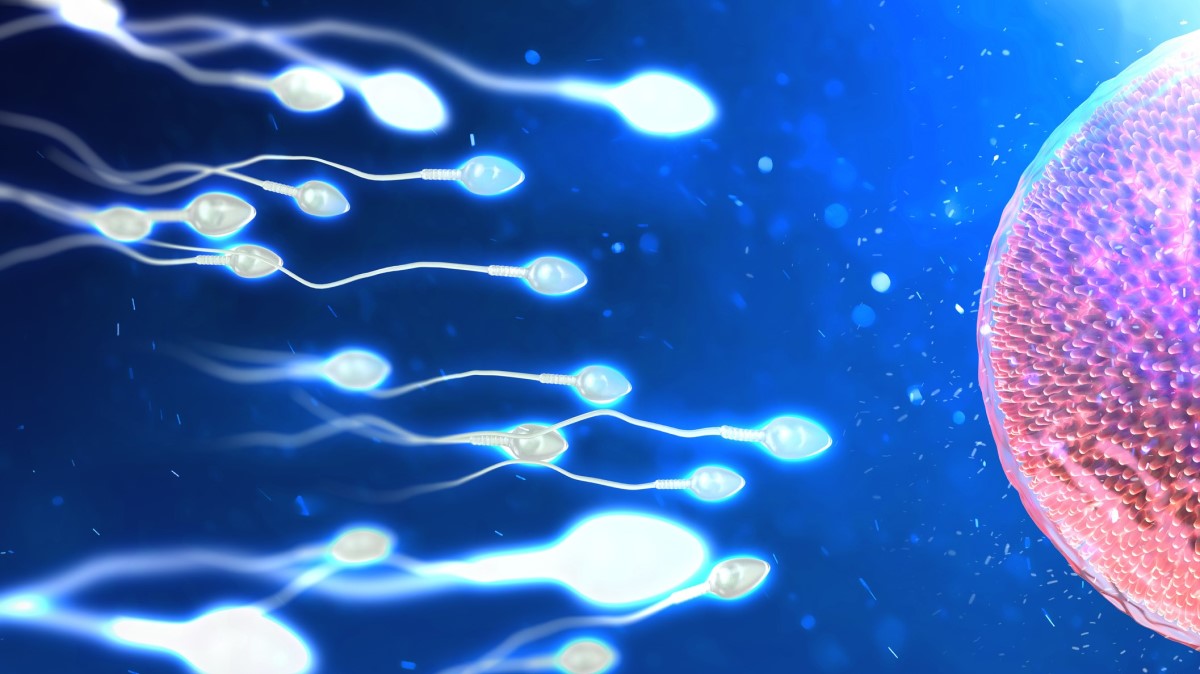 Cum este fecundat ovulul și cât timp durează cuibărirea? - MedicSpark.ro